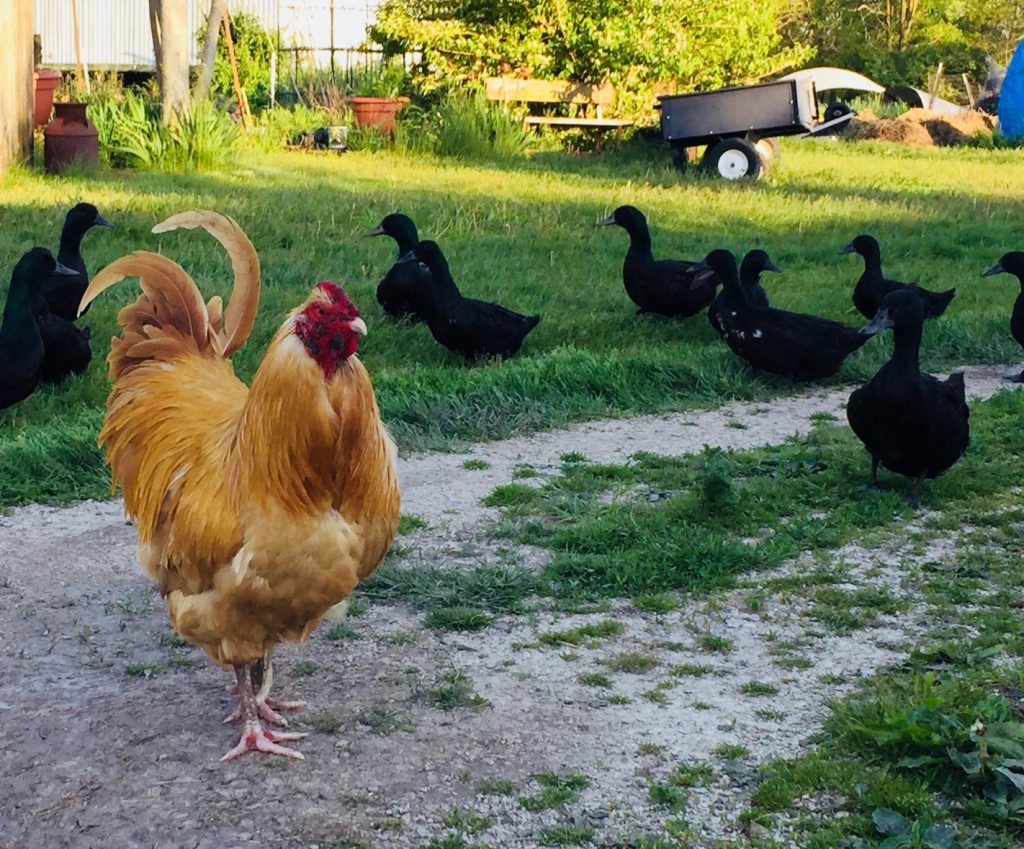 Surviving Your Rooster’s First Mid-Life Crisis – Heidelberr Farms