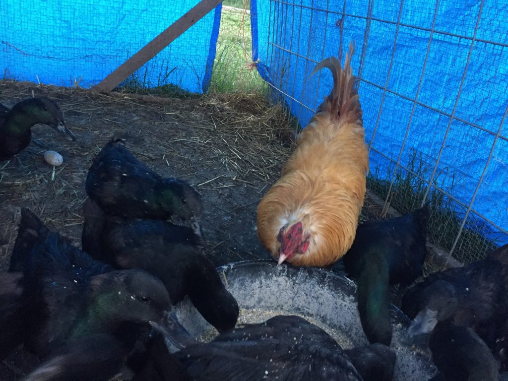 Surviving Your Rooster’s First Mid-Life Crisis – Heidelberr Farms